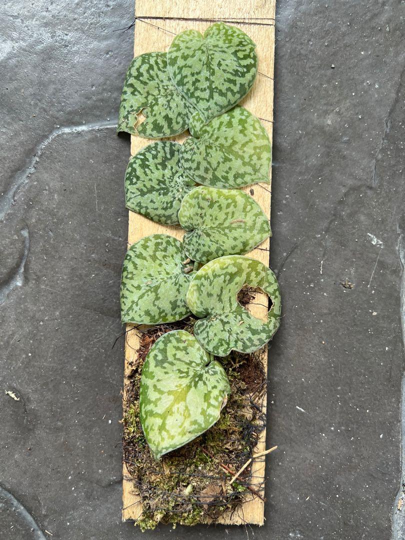 Scindapsus Pictus Haask / Snake Scale Silver Platinum, Furniture & Home ...