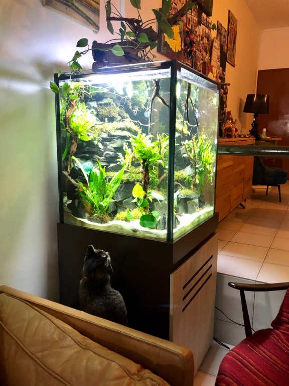 2ft x 2ft x 2.5ft High Tank + Sump Complete Setup! Tank good for ...