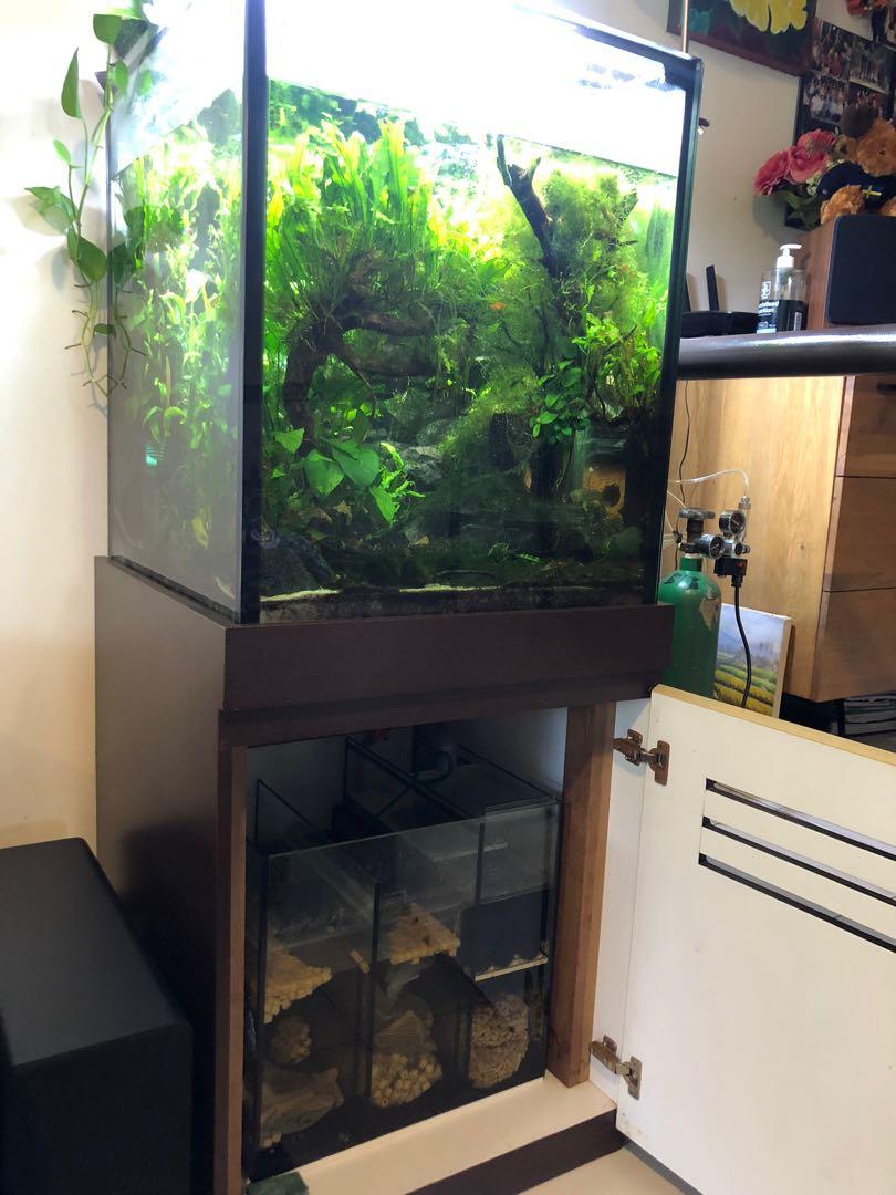 2ft x 2ft x 2.5ft High Tank + Sump Complete Setup! Tank good for ...