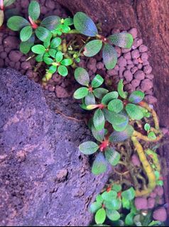 Bucephalandra mini Catherine (small clump), Furniture & Home Living ...