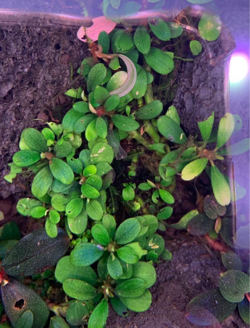Bucephalandra black pearl (small clump), Furniture & Home Living ...