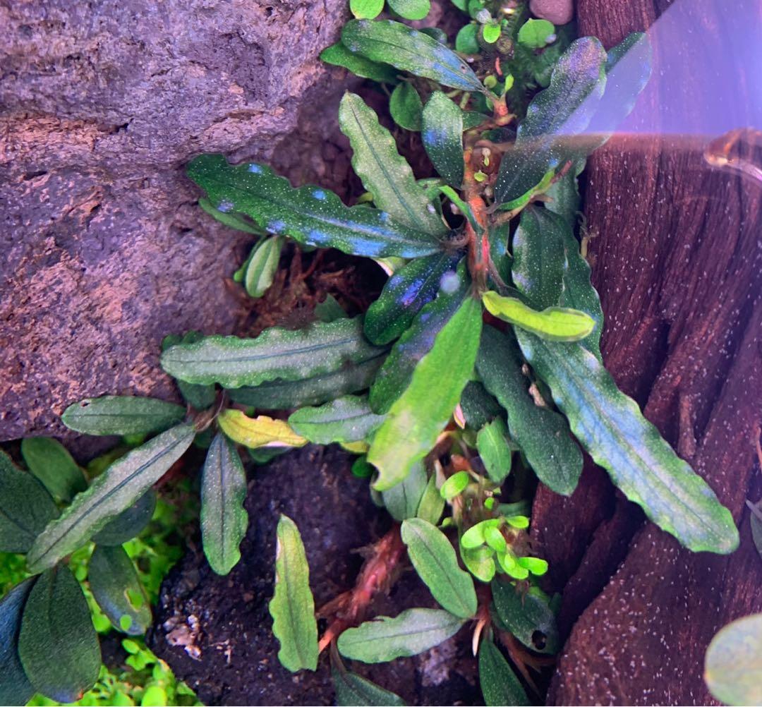 Bucephalandra mini Catherine (small clump), Furniture & Home Living ...