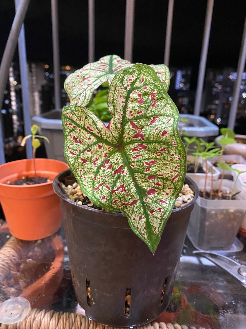 Caladiums red wine splash, Furniture & Home Living, Gardening, Plants ...