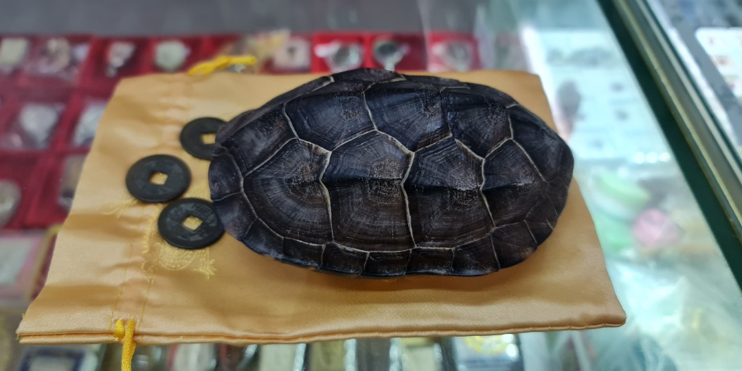 Chinese Grass Tortise Shell, Hobbies & Toys, Memorabilia & Collectibles ...
