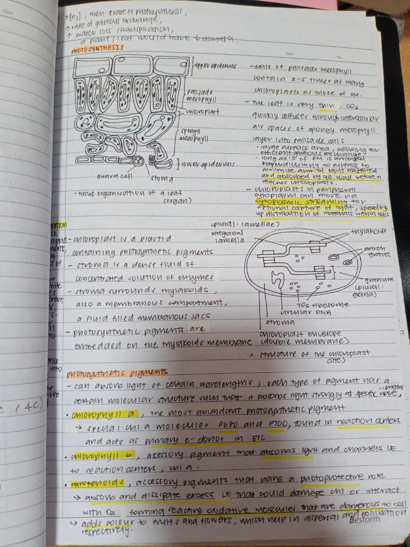 H2 Biology Notes (Handwritten), Hobbies & Toys, Books & Magazines ...