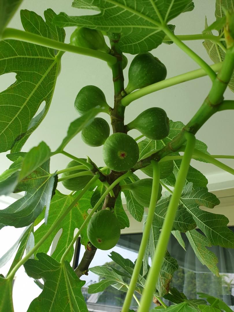 Masui Dauphine (Japan Fig Plant), Furniture & Home Living, Gardening ...