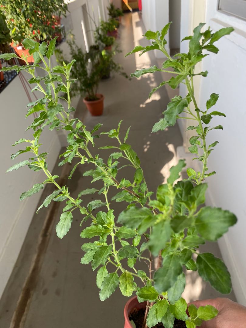 Organically grown Thulasi Plant / Thulsi, Furniture & Home Living ...