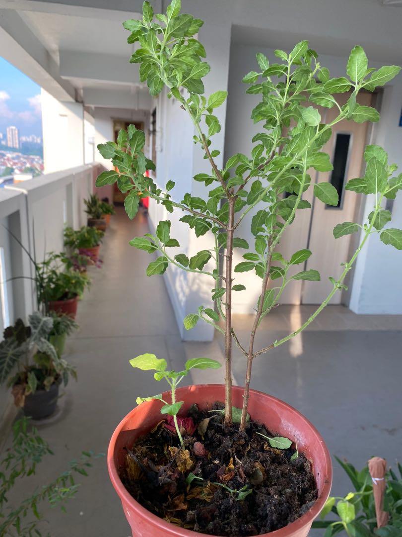 Organically grown Thulasi Plant / Thulsi, Furniture & Home Living ...