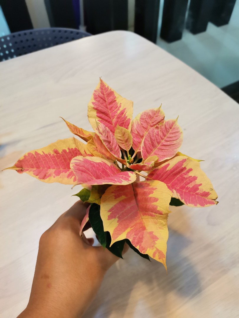 Variegated poinsettia pink and white, Furniture & Home Living ...