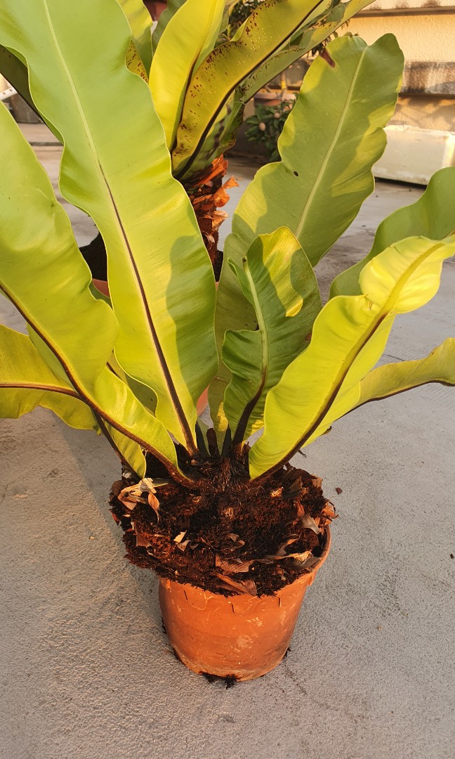Birdnest fern, Furniture & Home Living, Gardening, Plants & Seeds on ...