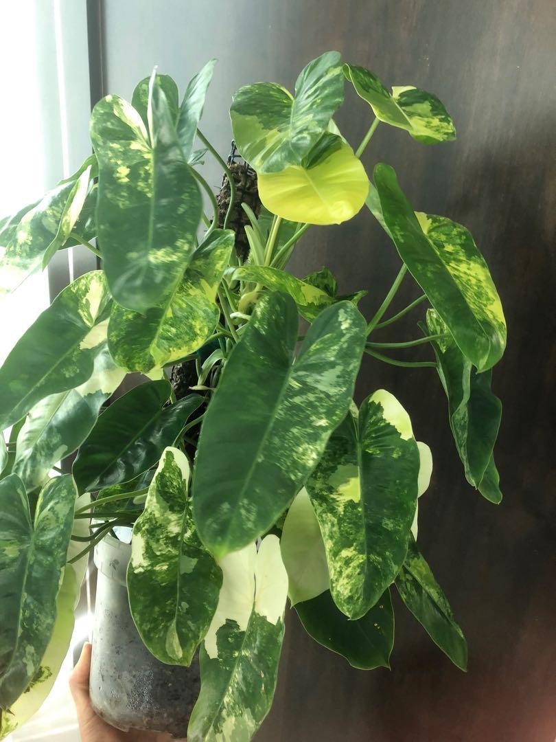 Philo Burle Marx Variegated ( Mother Plant ), Furniture & Home Living ...