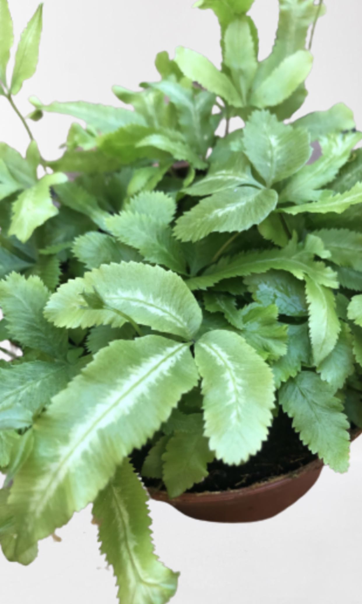 Pteris Mayi, Furniture & Home Living, Gardening, Plants & Seeds on ...