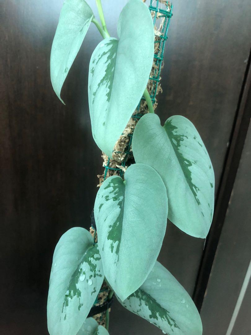 Scindapsus Platinum, Furniture & Home Living, Gardening, Plants & Seeds ...