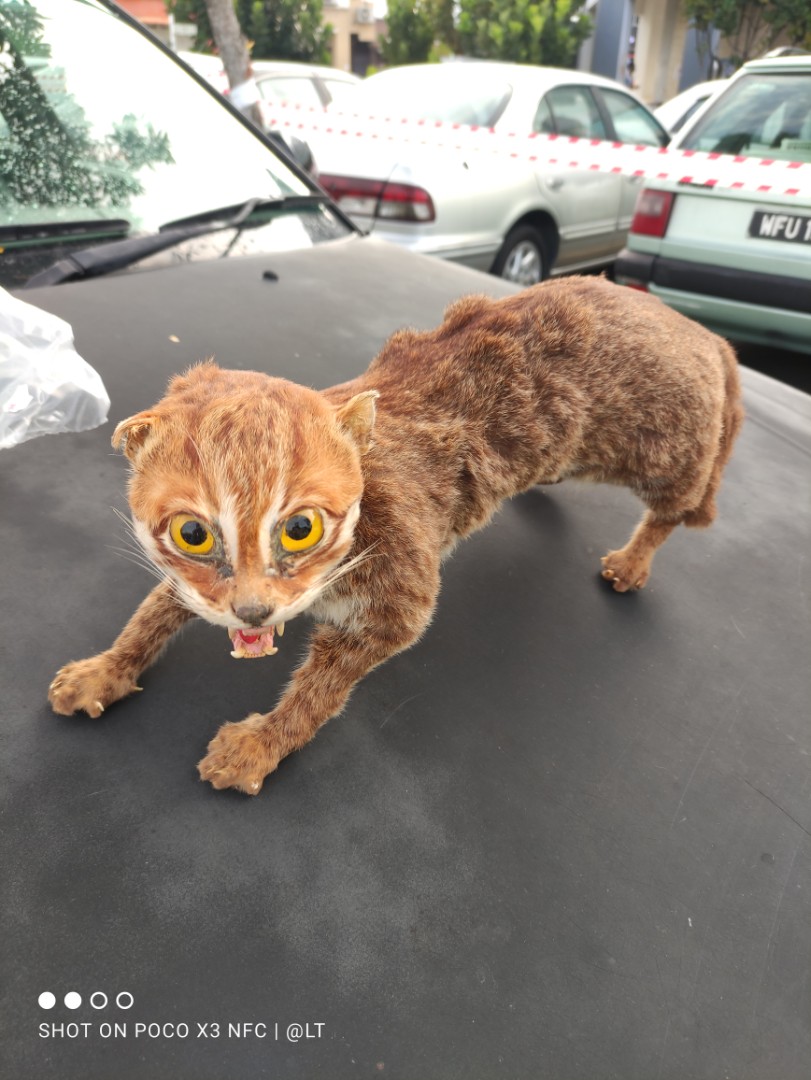 Vintage Rare wild jungle Cat specimens collection, Hobbies & Toys ...