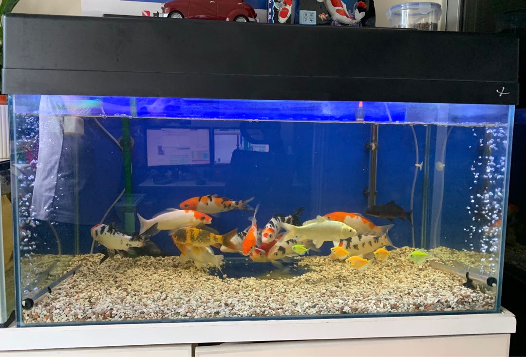 3ft fish tank with cover, Pet Supplies, Homes & Other Pet Accessories ...