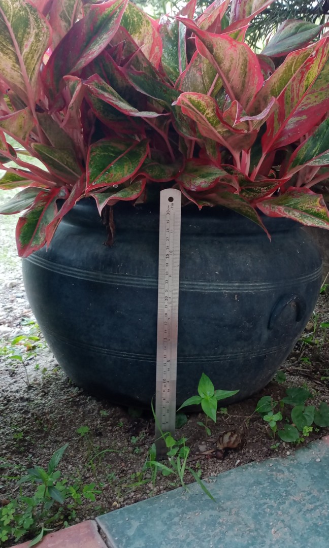 Aglaonema Red Gold plants, Furniture & Home Living, Gardening, Plants ...