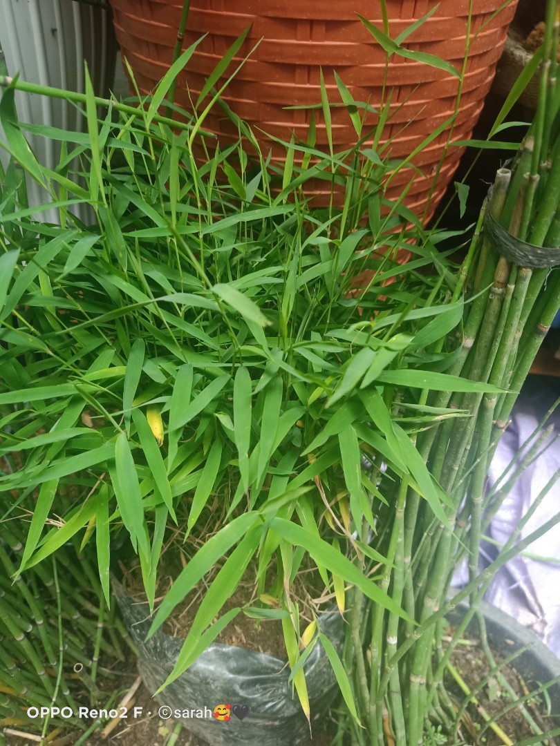 Burmese bamboo, Furniture & Home Living, Gardening, Plants & Seeds on ...