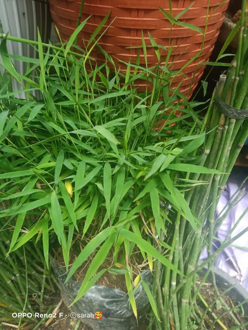 Burmese bamboo, Furniture & Home Living, Gardening, Plants & Seeds on ...
