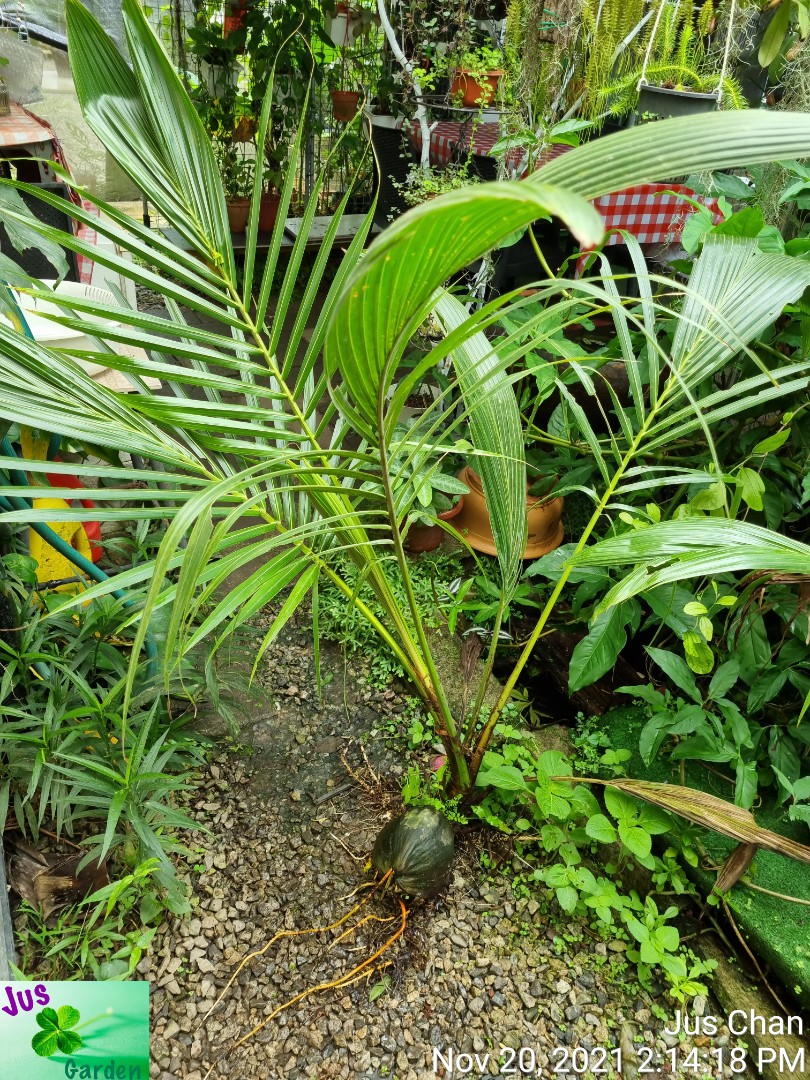Coconut seedling, Furniture & Home Living, Gardening, Plants & Seeds on ...