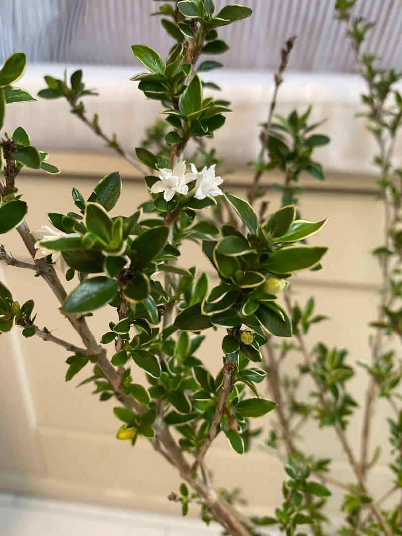 Serissa Japonica, Furniture & Home Living, Gardening, Plants & Seeds on ...