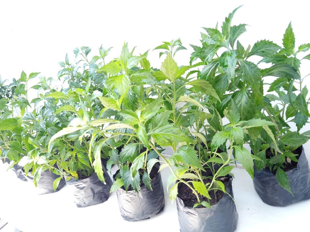 Taheebo Balbas pusa, Furniture & Home Living, Gardening, Plants & Seeds ...