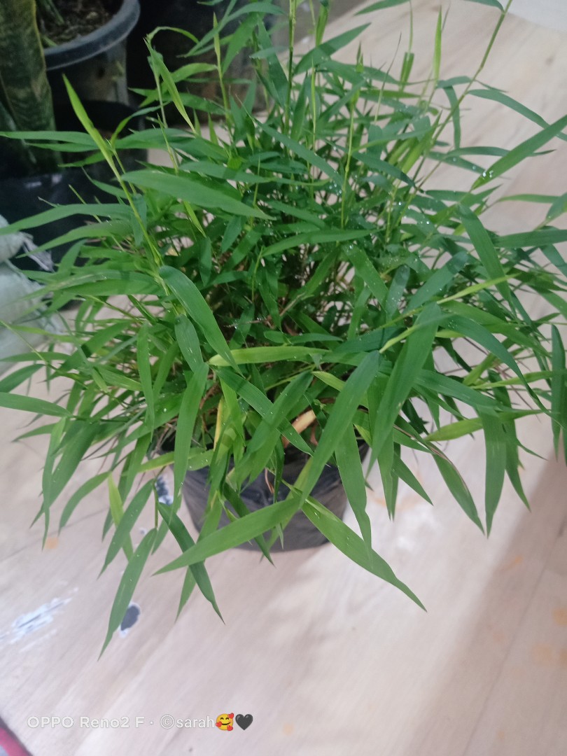 Burmese bamboo, Furniture & Home Living, Gardening, Plants & Seeds on ...