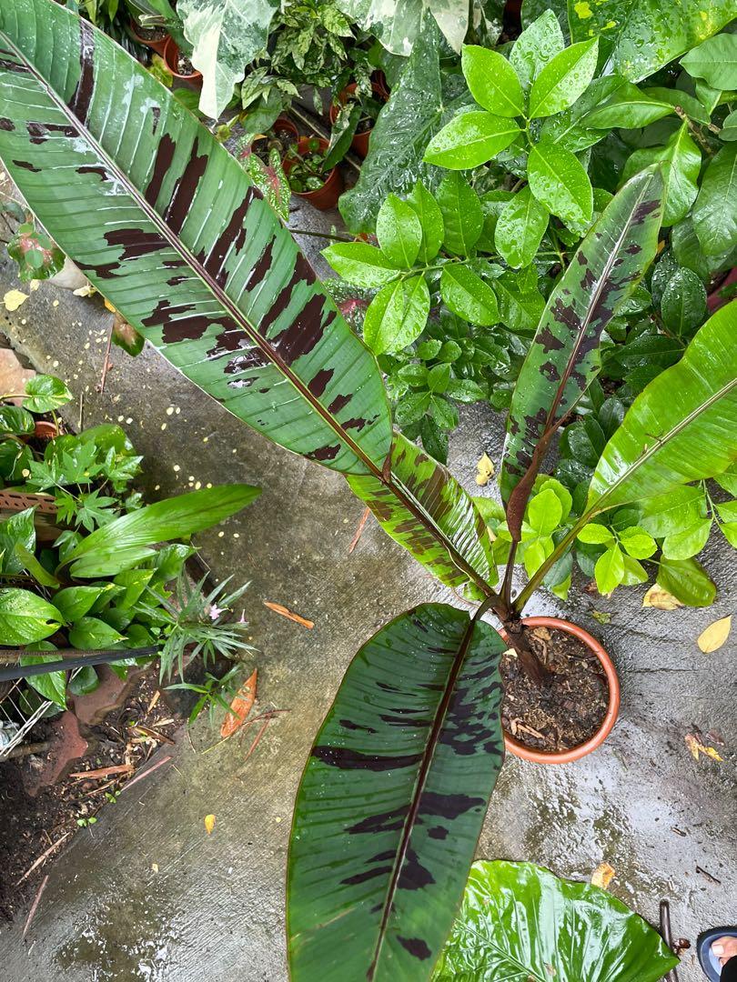 Musa Variegated red blood banana, Furniture & Home Living, Gardening ...