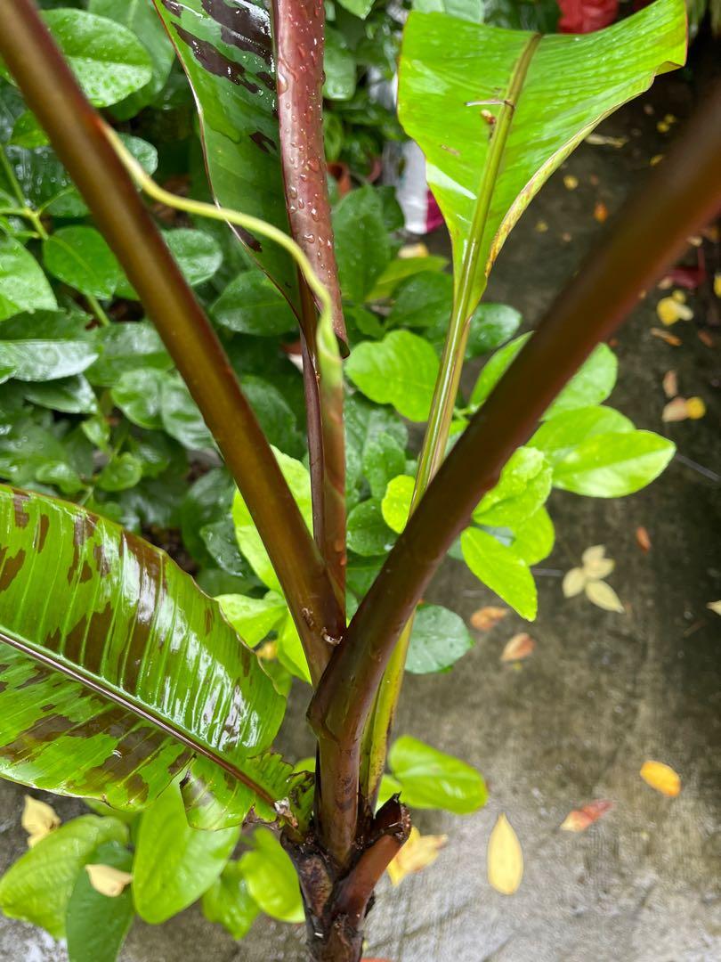 Musa Variegated red blood banana, Furniture & Home Living, Gardening ...