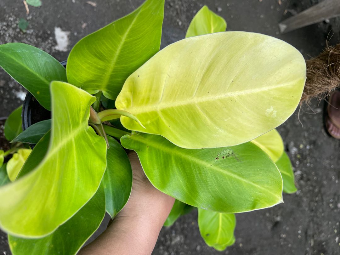 Philodendron Moonlight/Hope (Giant), Furniture & Home Living, Gardening ...