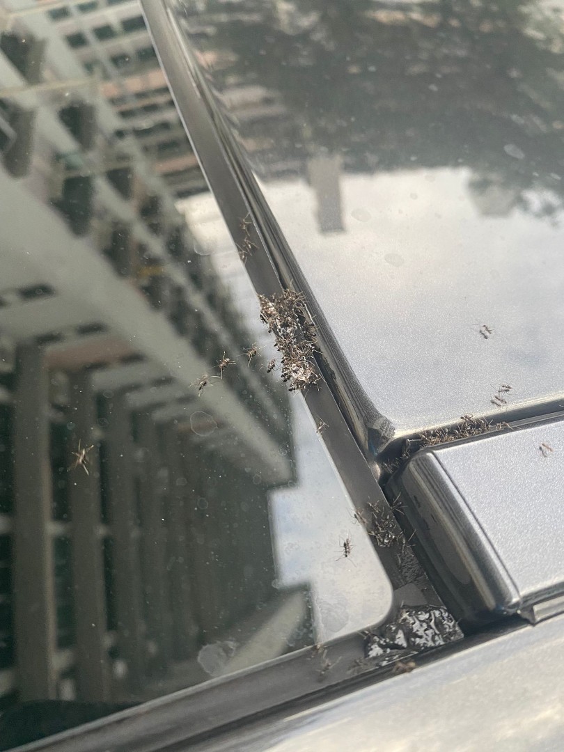 Ants fumigation, Car Accessories, Car Workshops & Services on Carousell
