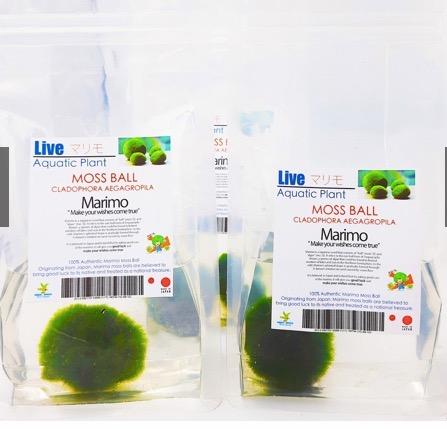 MARIMO JAPAN Marimo Seaweed Aquarium Decoration Marimo seaweed, moss ...