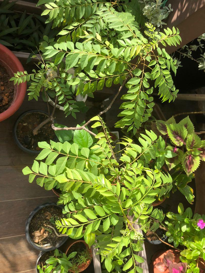 Curry leaves plant tree, Furniture & Home Living, Gardening, Plants ...