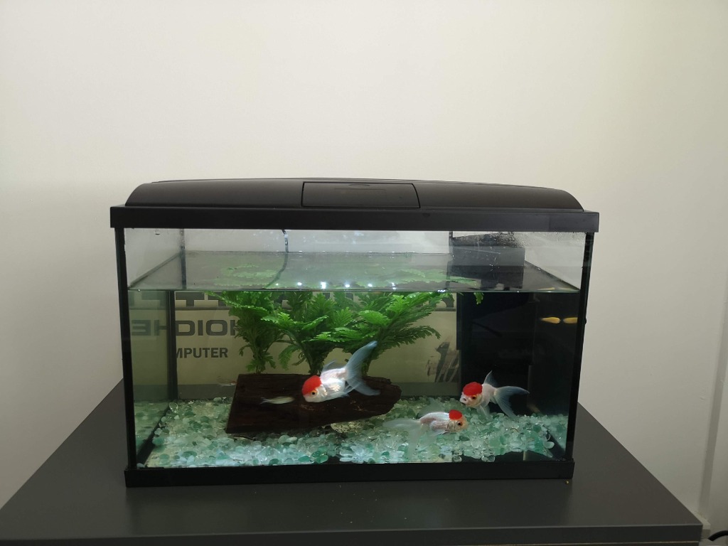 Fish Tank 10L with Light (Used), Pet Supplies, Homes & Other Pet ...