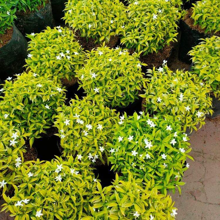 GOLDEN PANDAKAKI LUSH BIG🍀🍀🍀, Furniture & Home Living, Gardening ...