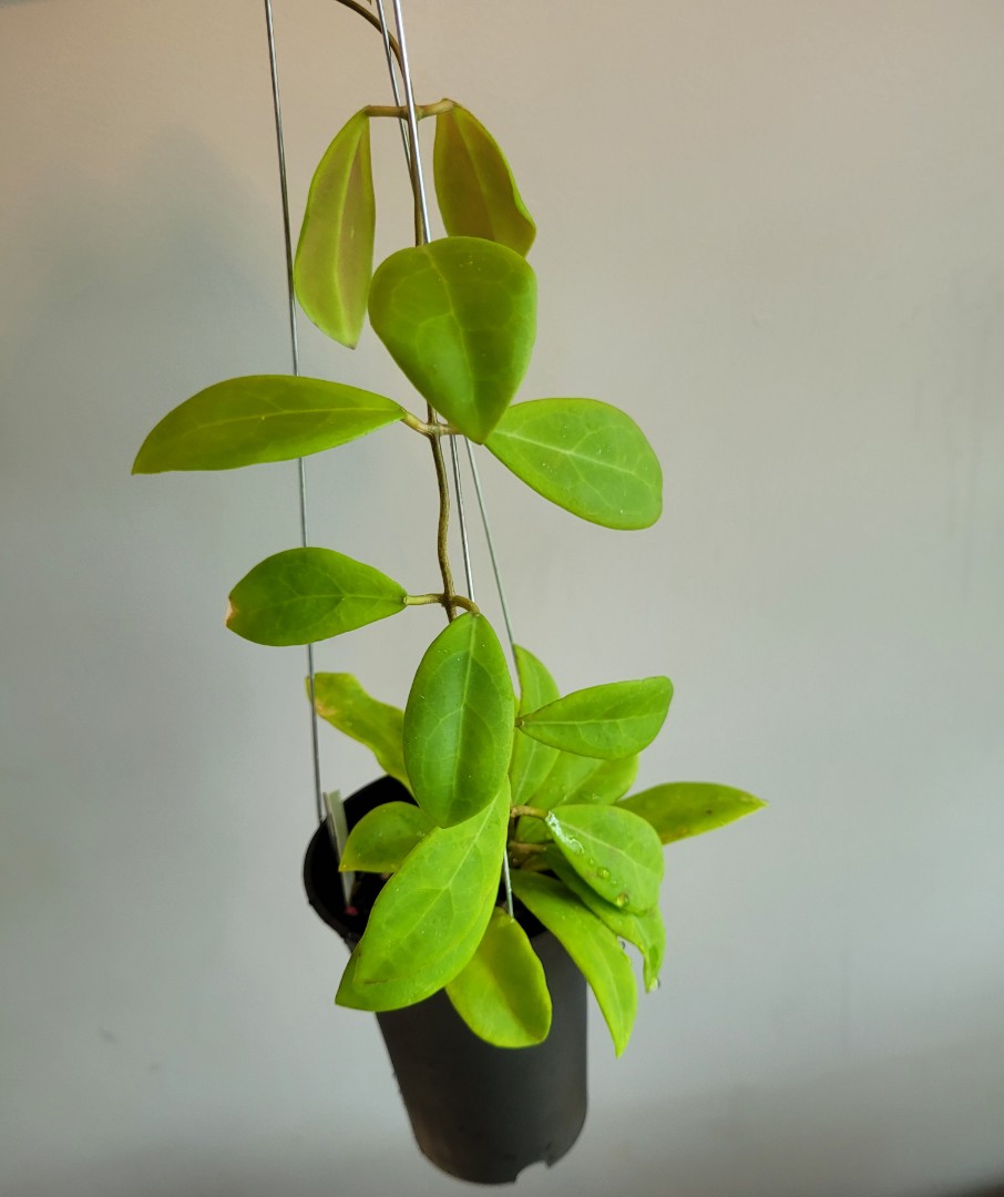 Hoya Mindorensis Yellow, Furniture & Home Living, Gardening, Plants & Seeds on Carousell