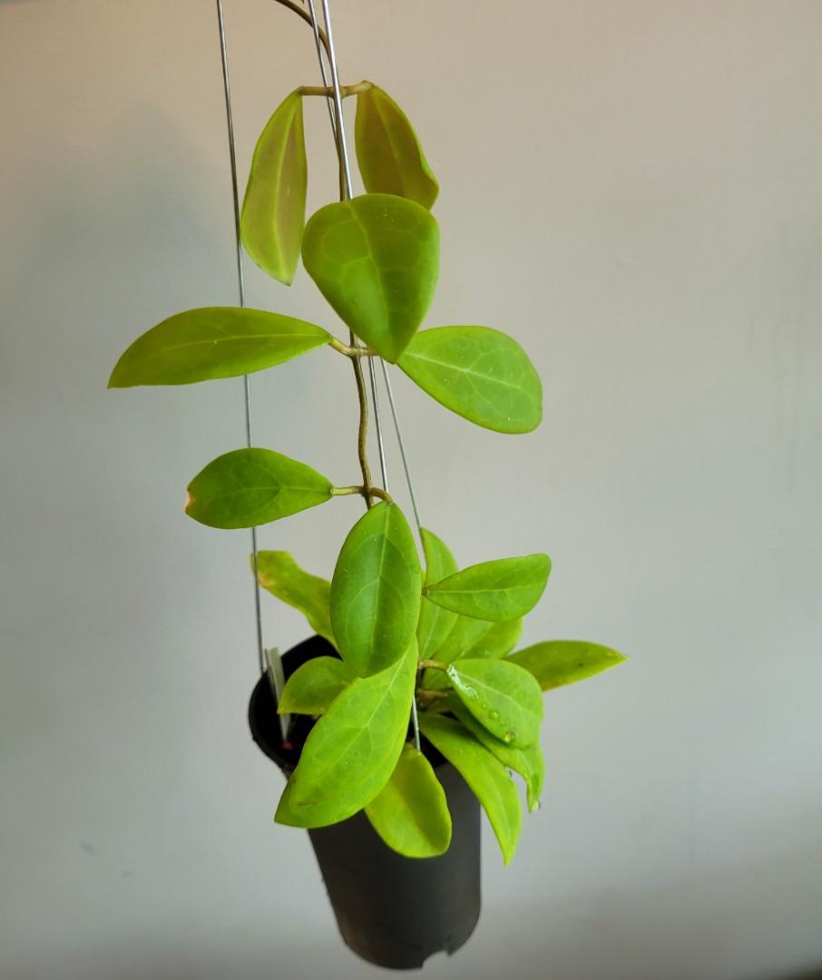 Hoya Mindorensis Yellow, Furniture & Home Living, Gardening, Plants & Seeds on Carousell
