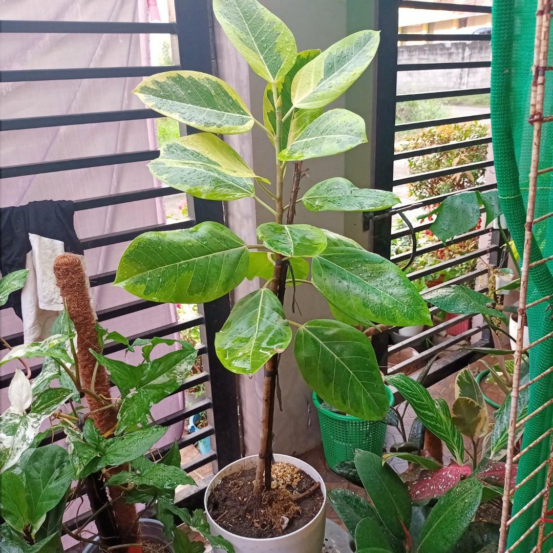 Lemon Lime Rubber Tree, Furniture & Home Living, Gardening, Plants ...
