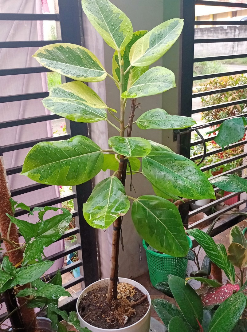 Lemon Lime Rubber Tree, Furniture & Home Living, Gardening, Plants ...