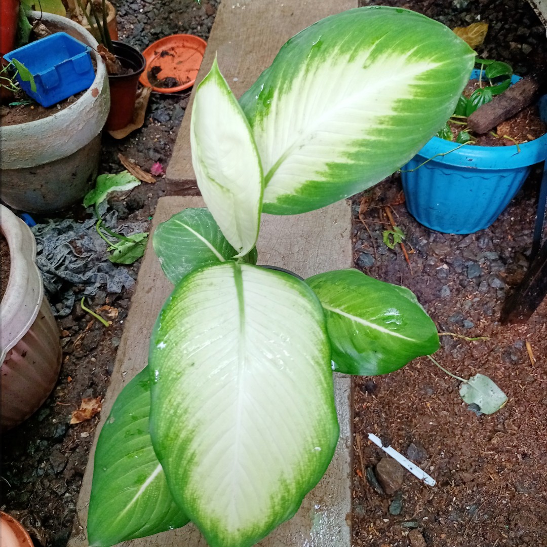 Marian plants, Furniture & Home Living, Gardening, Plants & Seeds on ...