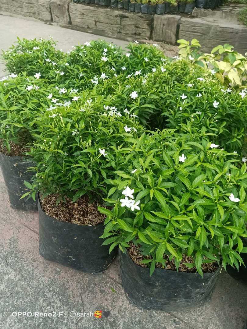 Pandakaki Plants With Flowers, 54% OFF | www.pinnaxis.com