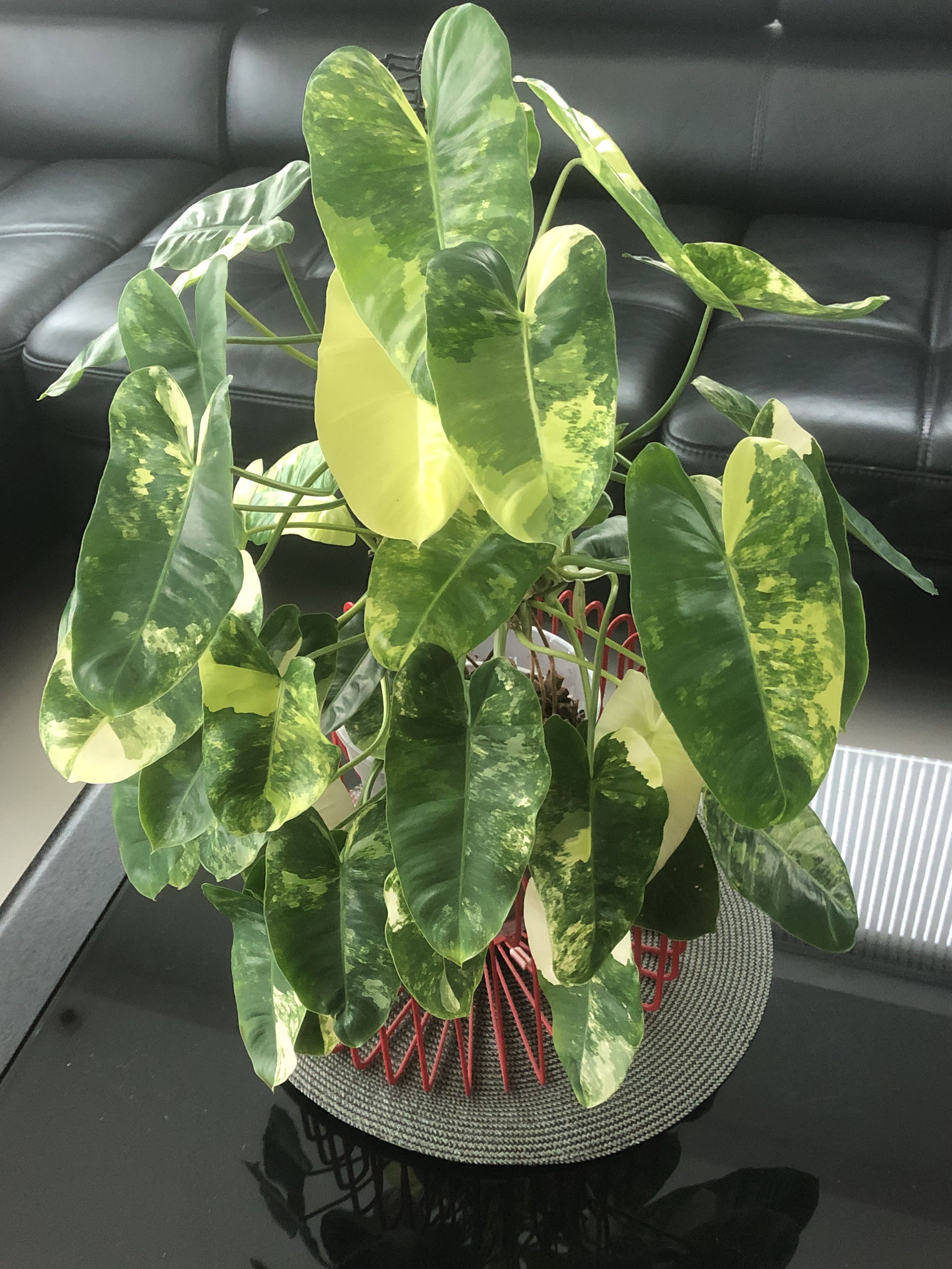 Philo Burle Marx Variegated ( Mother Plant ), Furniture & Home Living ...