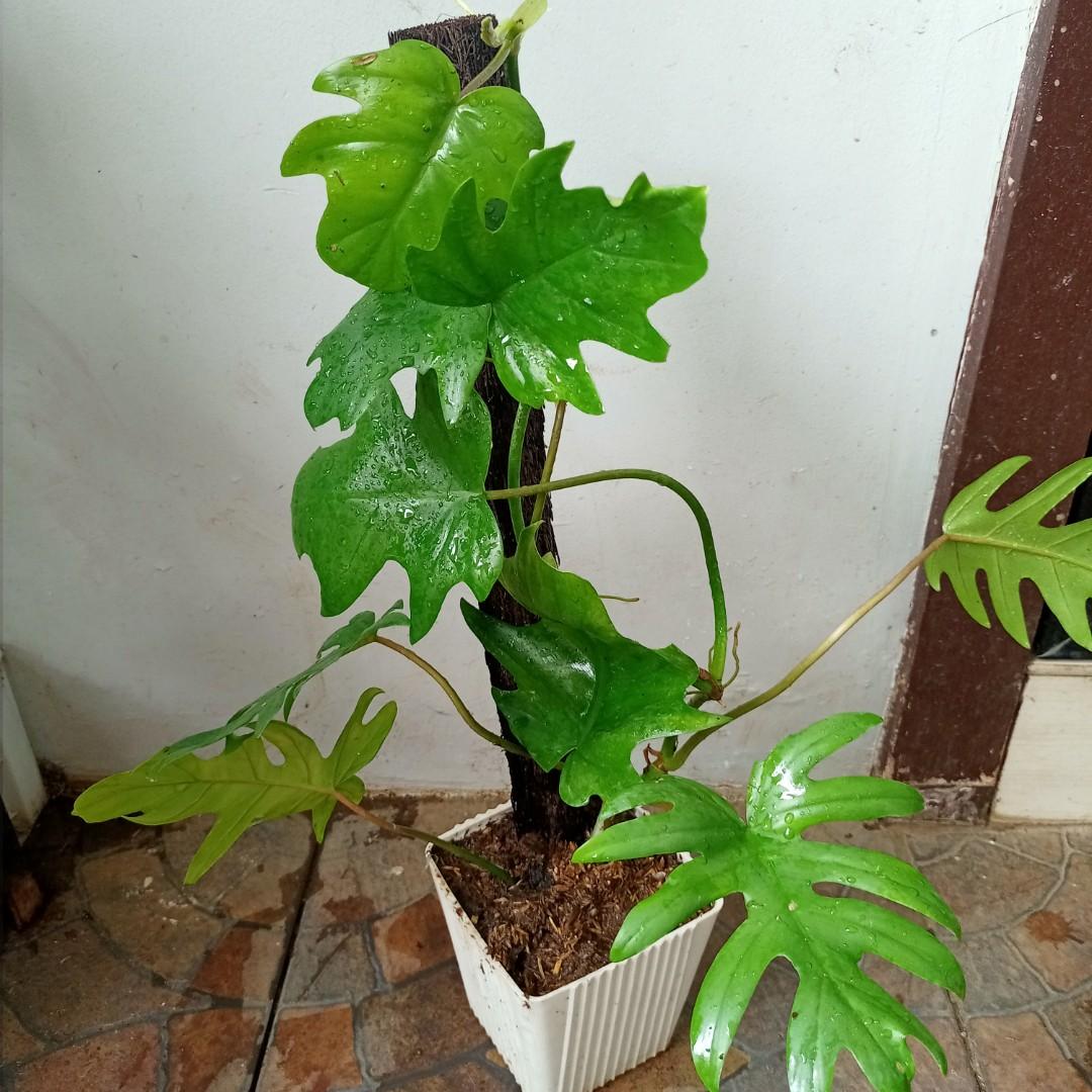 Philodendron Pedarum Rudolph, Furniture & Home Living, Gardening ...