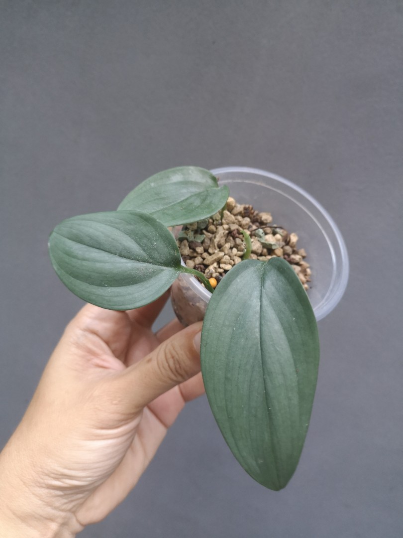 Scindapsus hederaceus, Furniture & Home Living, Gardening, Plants ...