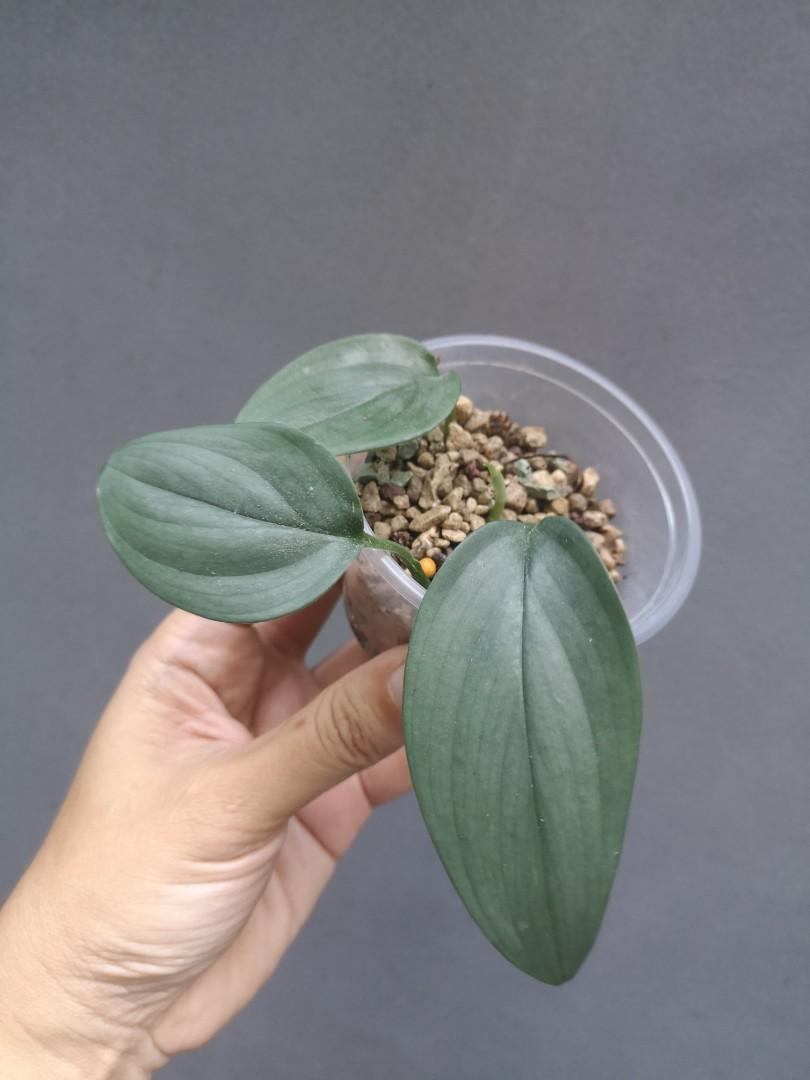 Scindapsus hederaceus, Furniture & Home Living, Gardening, Plants ...