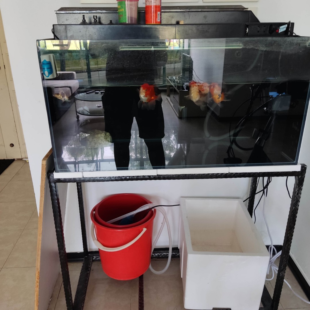 3 feet Fish tank, Pet Supplies, Homes & Other Pet Accessories on Carousell