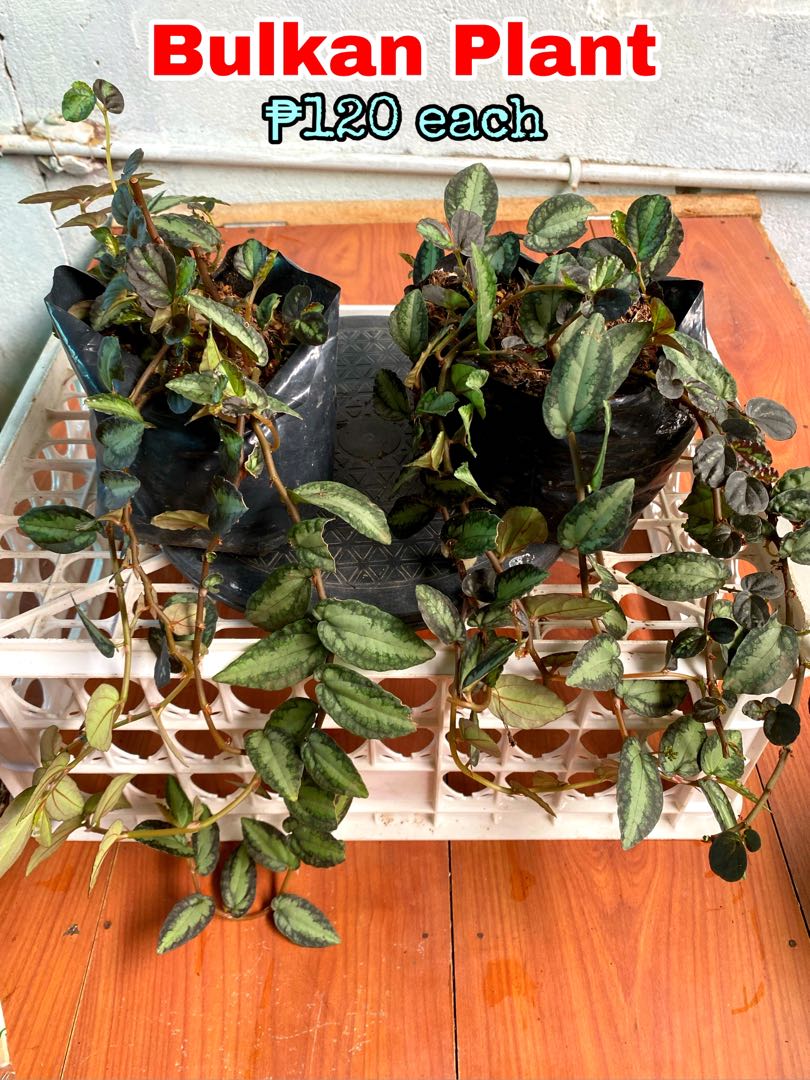 Bulkan Plant, Furniture & Home Living, Gardening, Plants & Seeds on ...