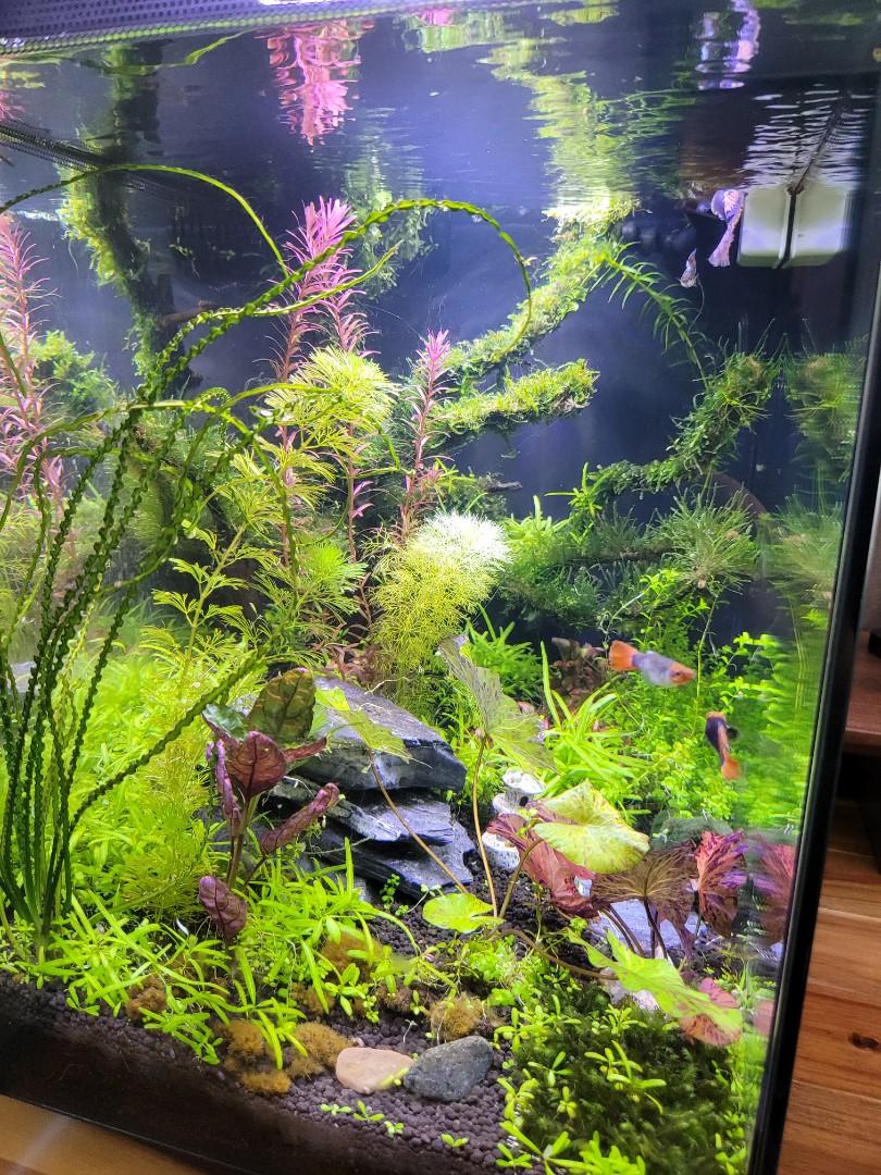 Fluval Spec 60L all in one aquarium tank inclusive of the aquscape as ...