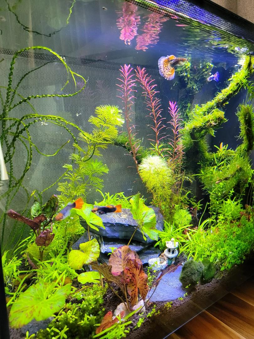 Fluval Spec 60L all in one aquarium tank inclusive of the aquscape as ...