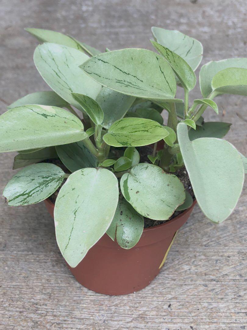 Variegated Peperomia Orba Pixie Lime , Furniture & Home Living ...