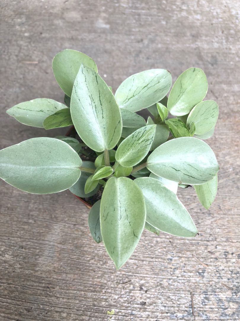 Variegated Peperomia Orba Pixie Lime , Furniture & Home Living ...